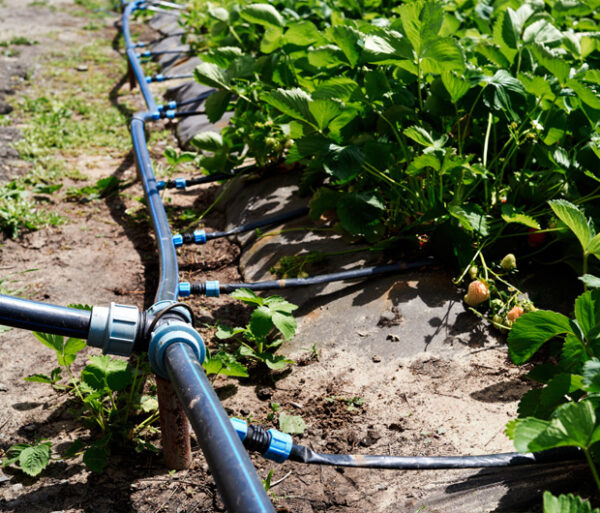 Precision Drip Irrigation Systems | Trickl-Eez Irrigation