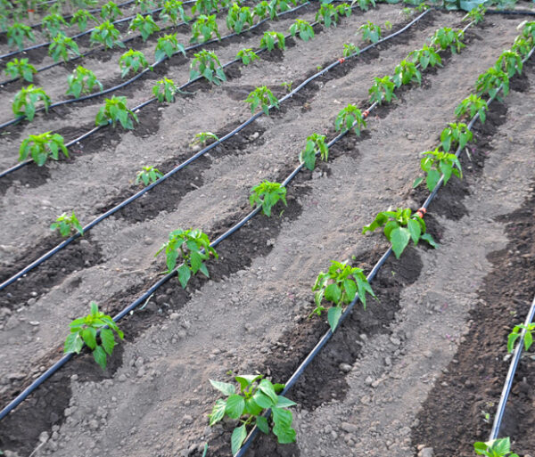 Precision Drip Irrigation Systems | Trickl-Eez Irrigation